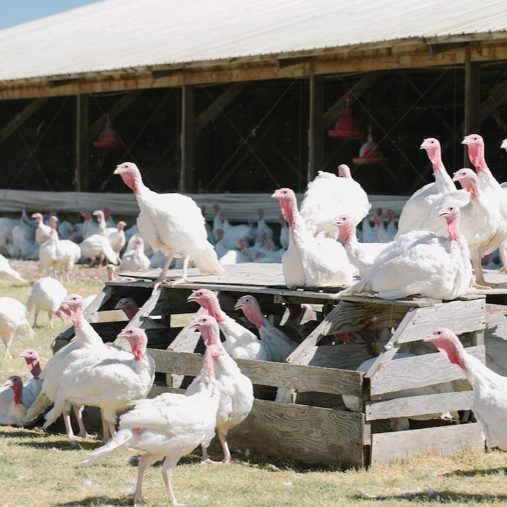 Your Turkey Buying Guide | Sourced