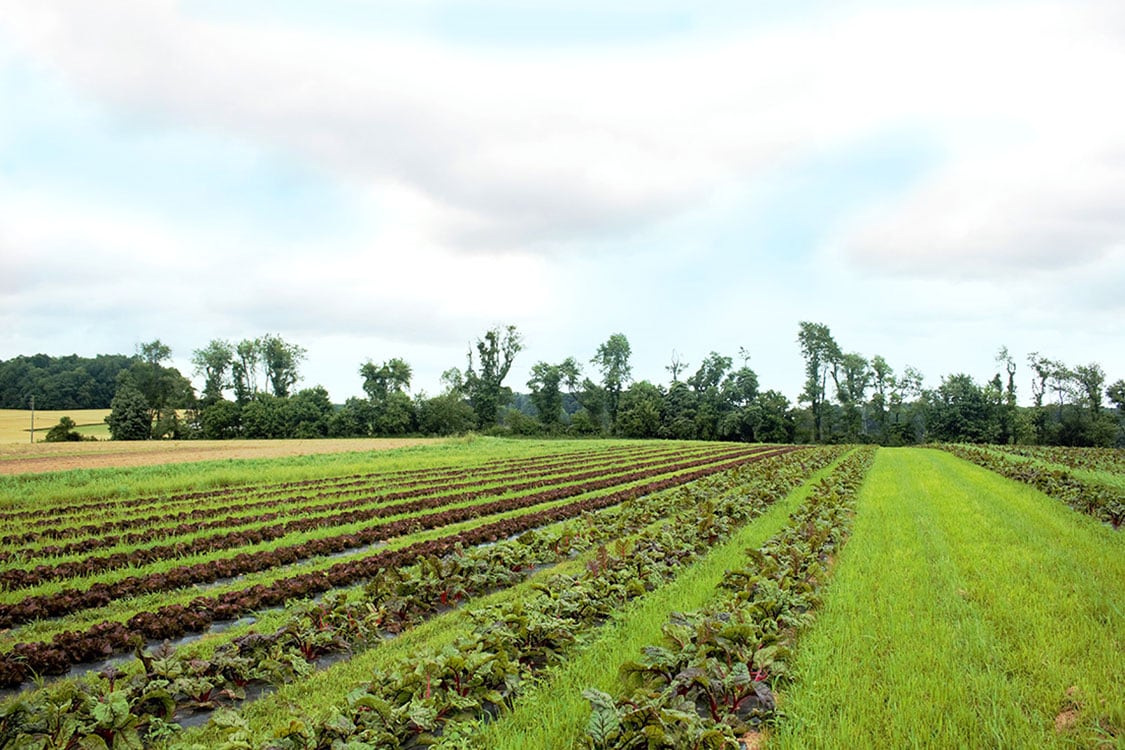 Grocery Delivery Service | FreshDirect