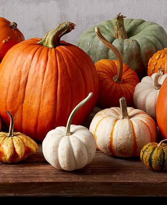 Bay Baby gourds and pumpkins