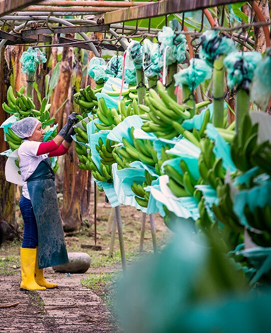 How Fair Trade foods support a better food system