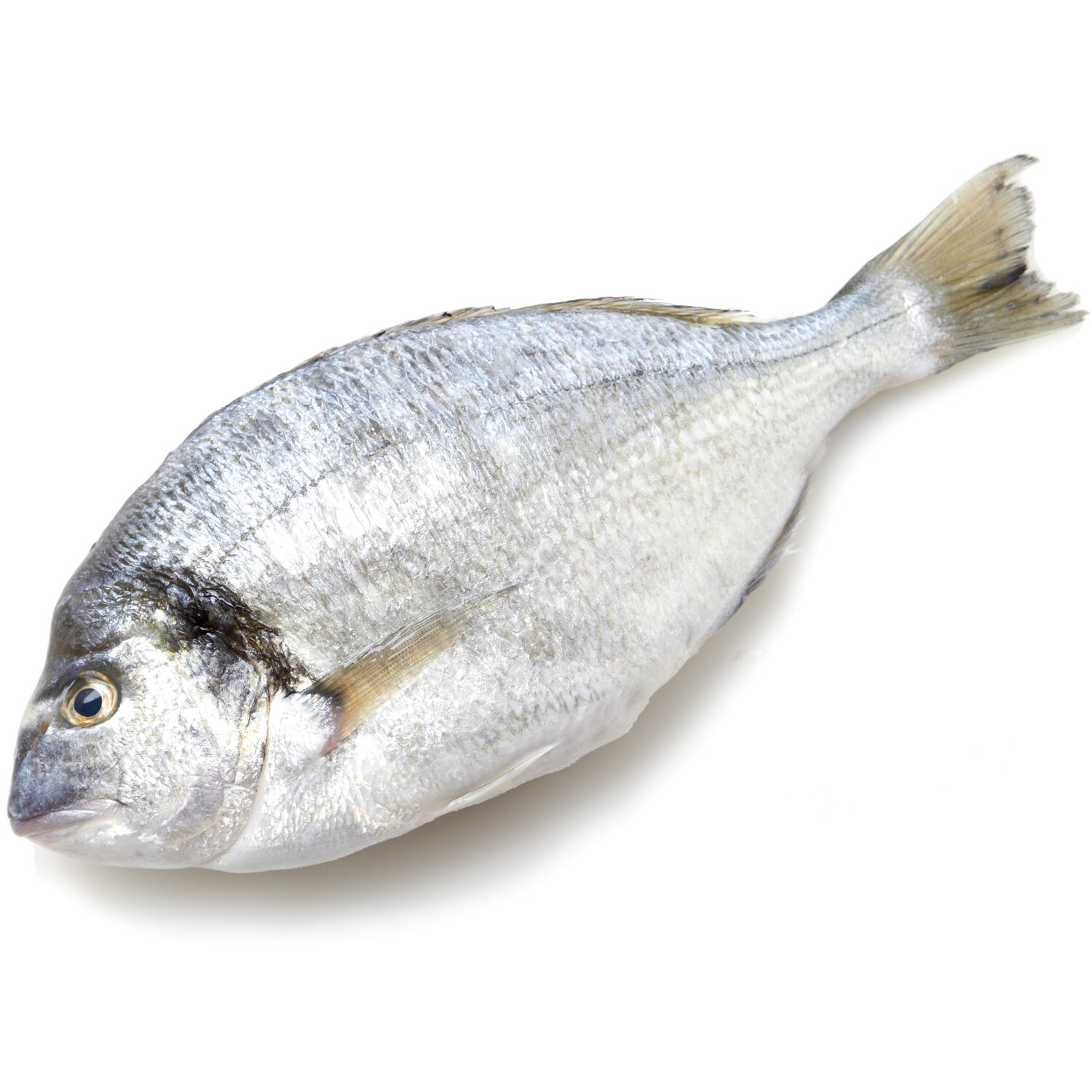 Order Royal Dorade, Farm-Raised | Fast Delivery