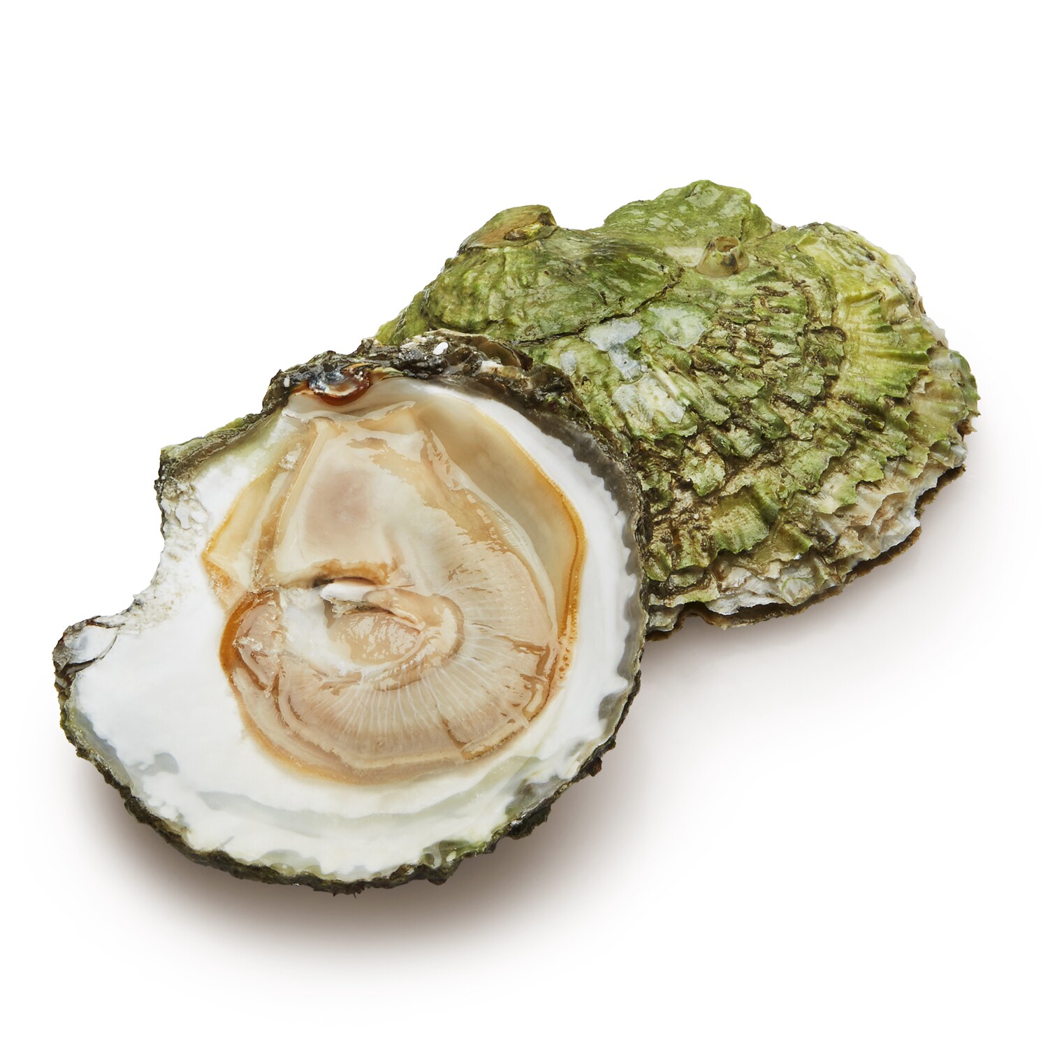 Order Wild Maine Belon Oysters | Fast Delivery