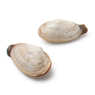 Order Local Littleneck Clams | Fast Delivery