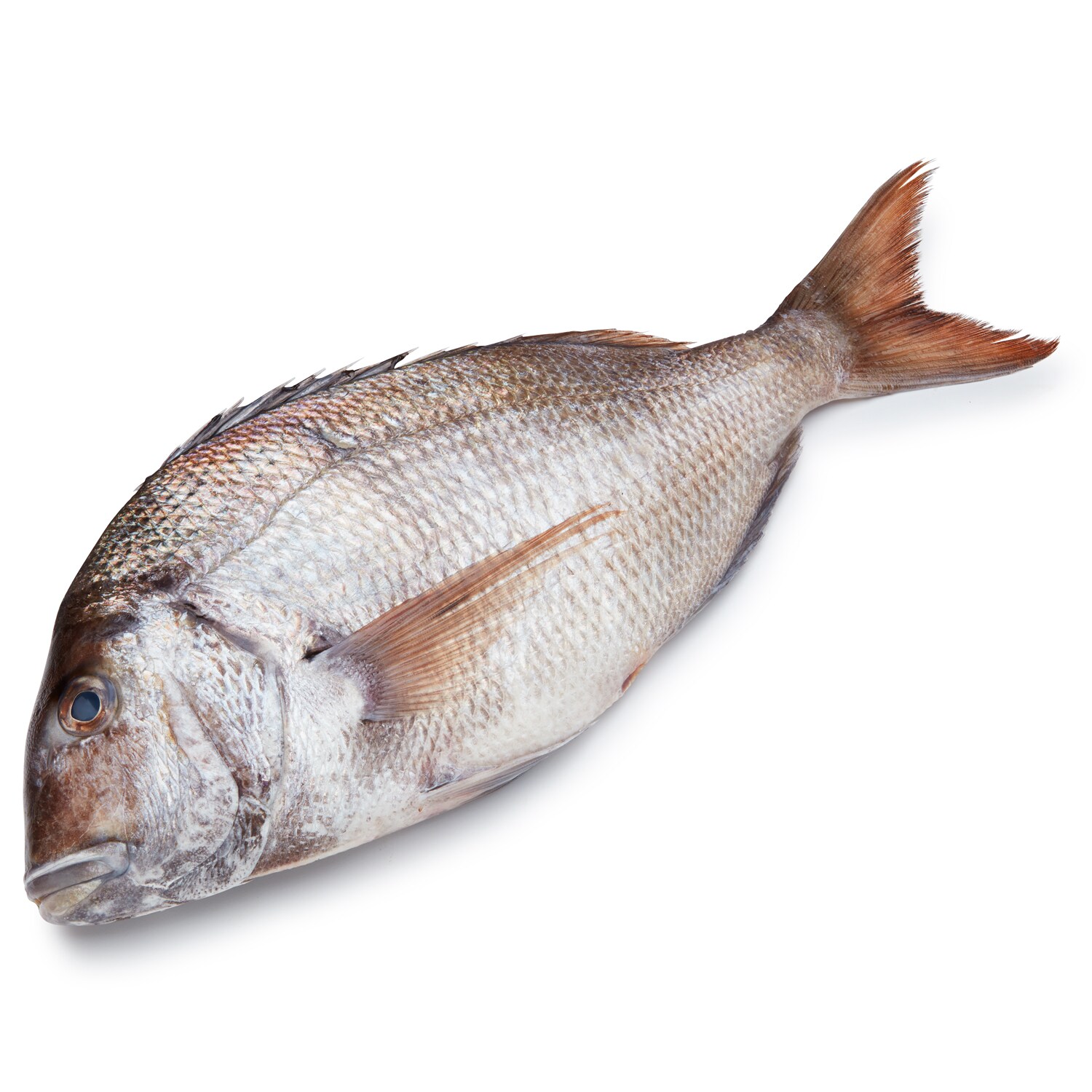 Order Wild Local Whole Porgy | Fast Delivery