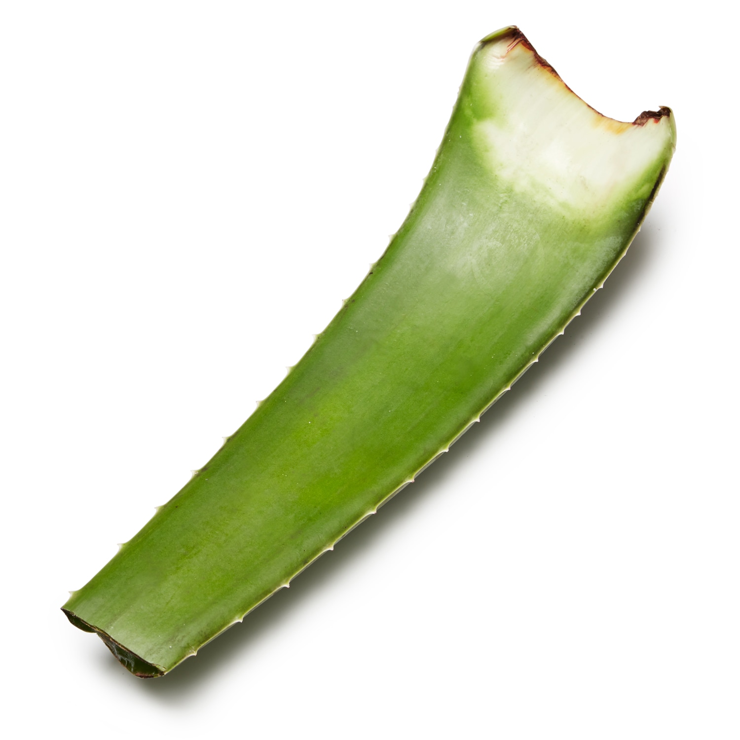 single aloe vera leaf