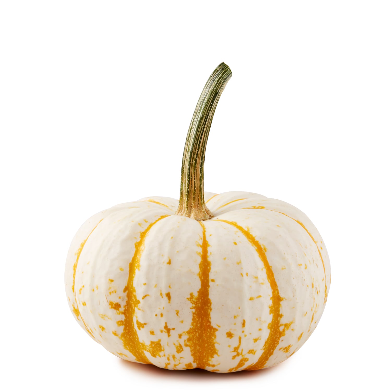 Tiger Stripe Pumpkin - Asesores