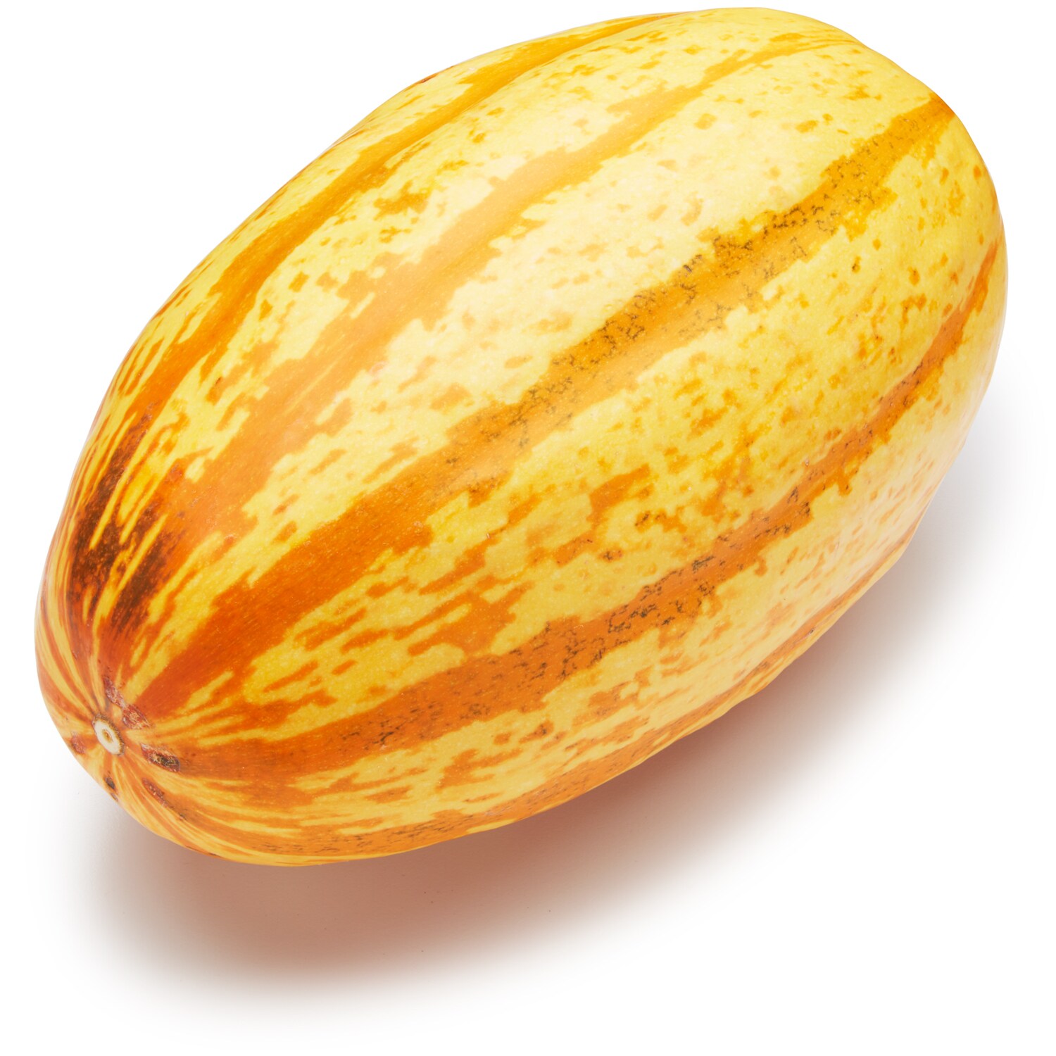 Lancaster Cooperative Organic Stripetti Squash | FreshDirect