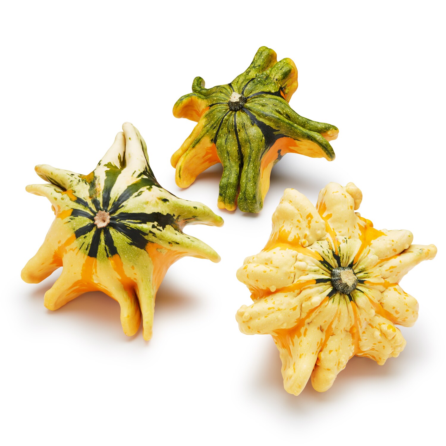 Bay Baby Farms Squidmo Gourd | FreshDirect